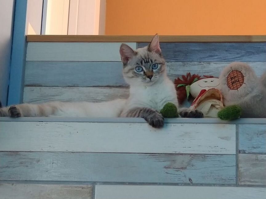 Тайская кошка в добрые руки