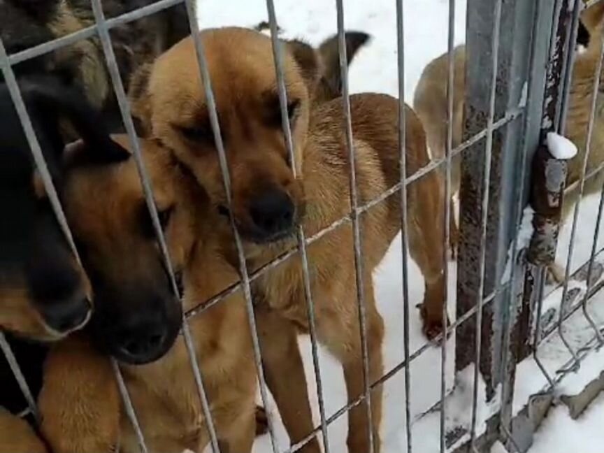 Щенки и собаки приюта ждут встречи с вами