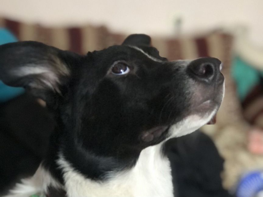 Собака в добрые руки отдам бесплатно