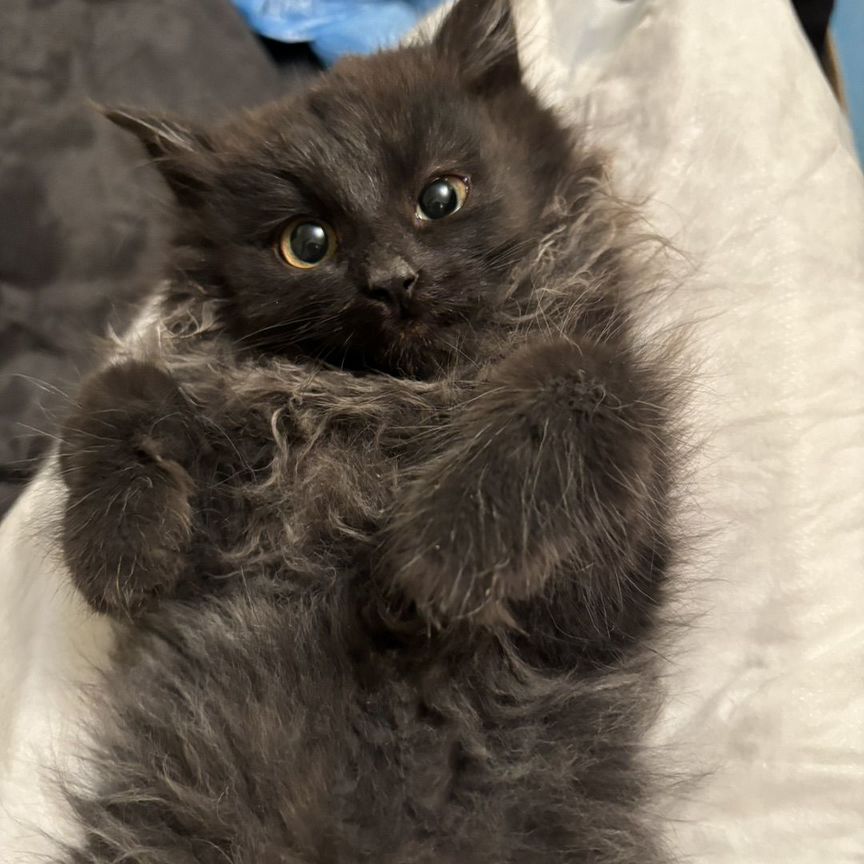 Котенок девочка в добрые руки