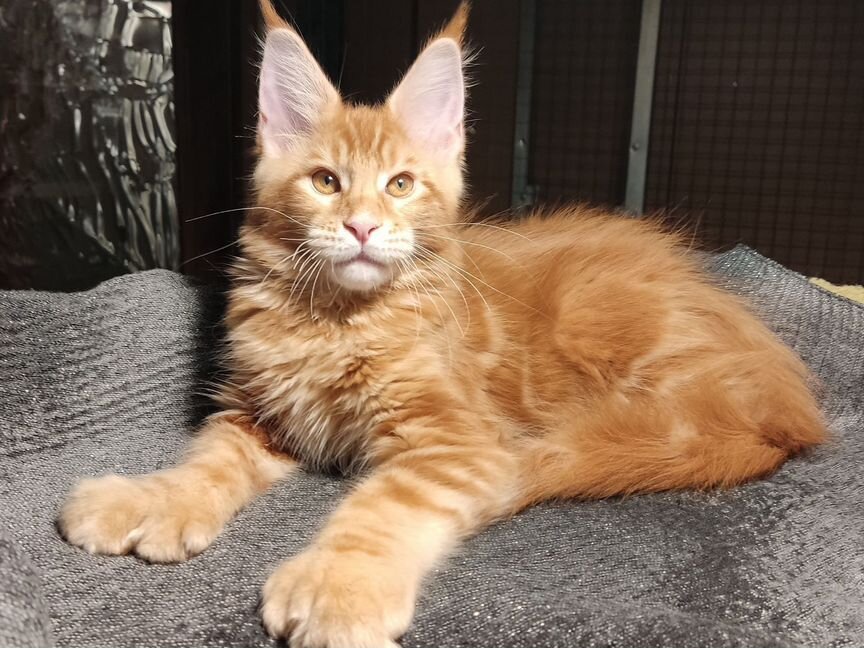 Котята мейн-кун