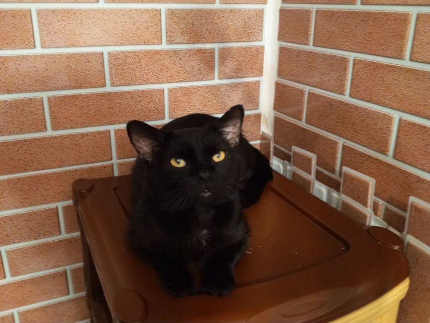 Отдам кота в добрые руки
