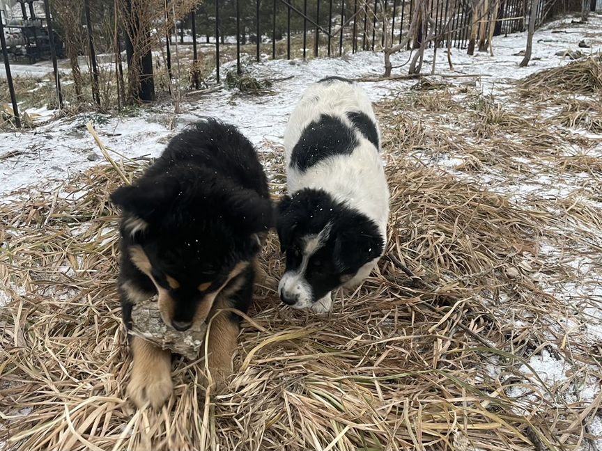 Отдам щенков в добрые руки бесплатно