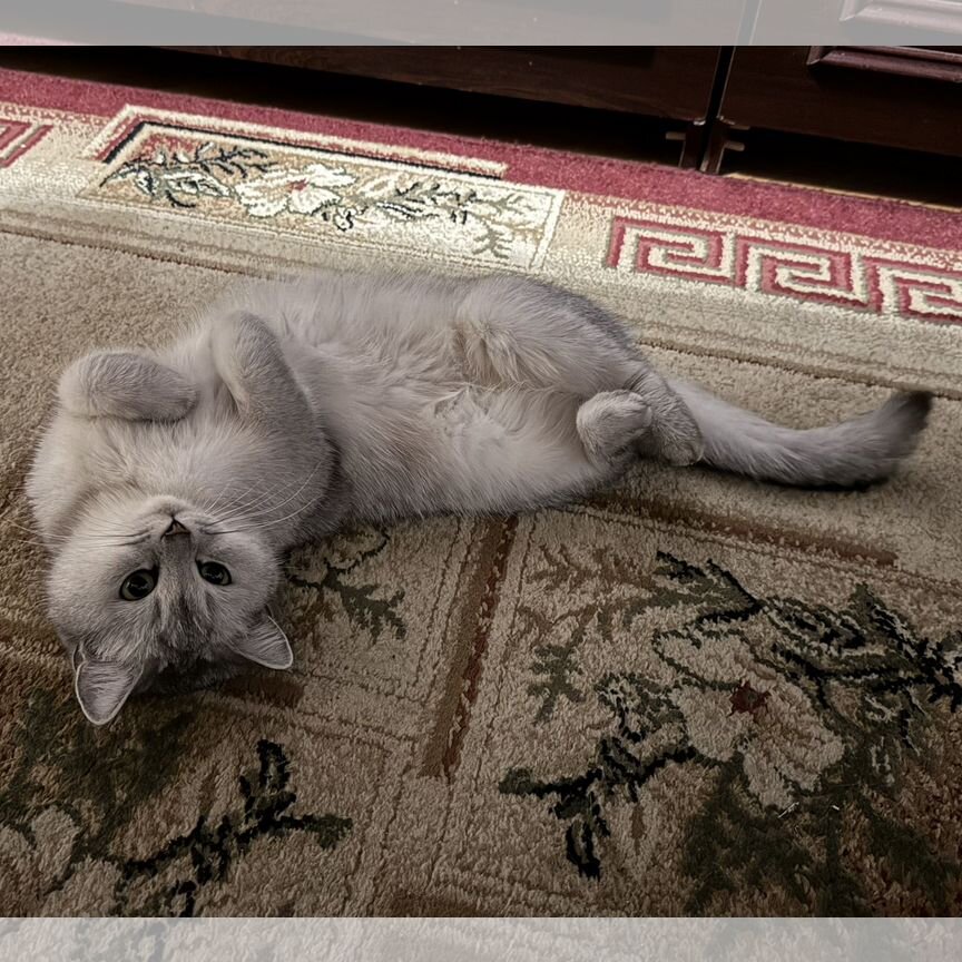 Кошка породы серебристая шиншилла