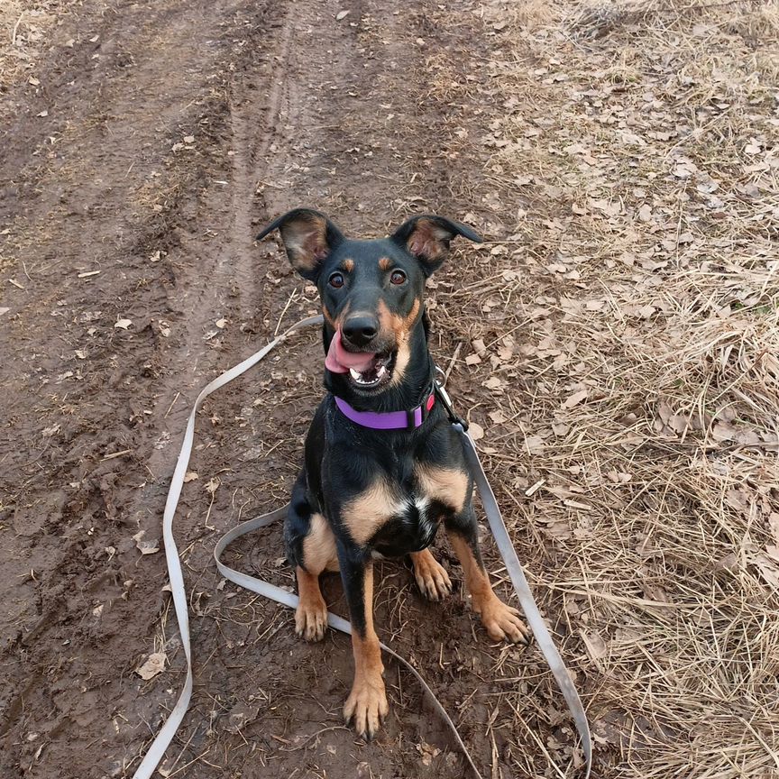 Собака в добрые руки