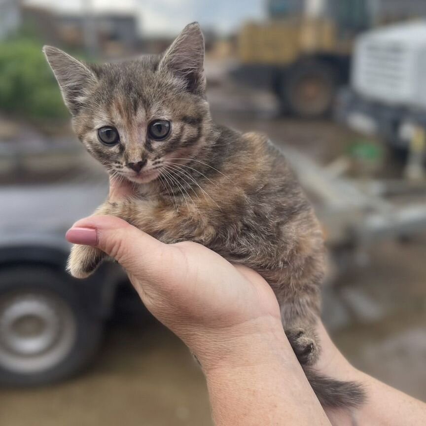 Котята в добрые руки бесплатно