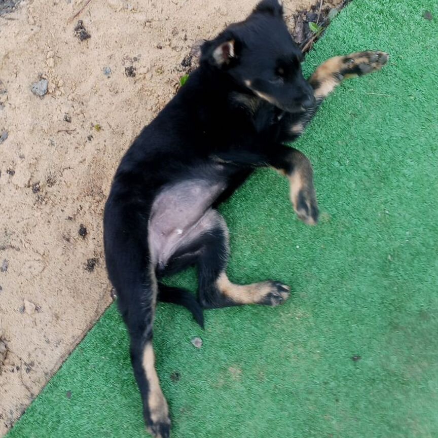 Доберман, щенок