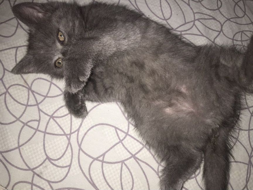 Шотланский котенок