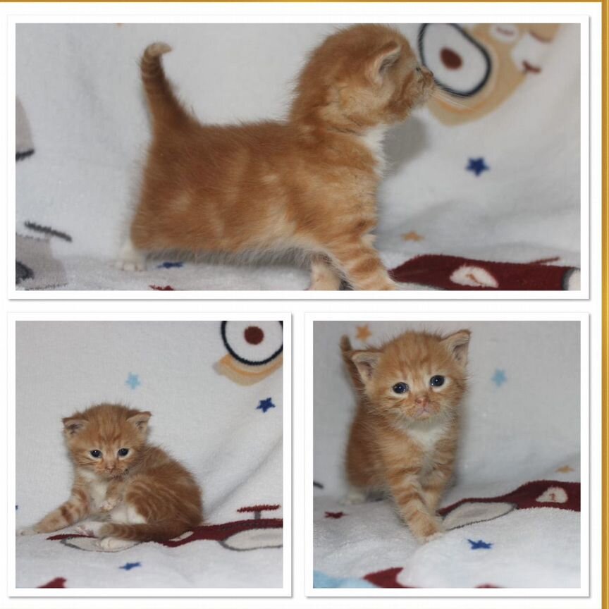 Котенок 1 месяц