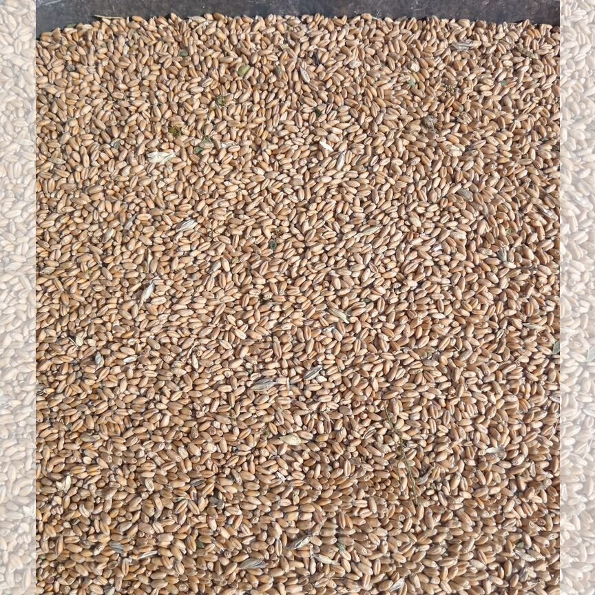 Зерно пшеница фуражная