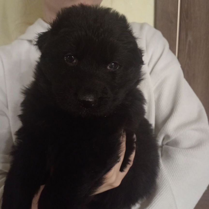 Девочка немецкой овчарки