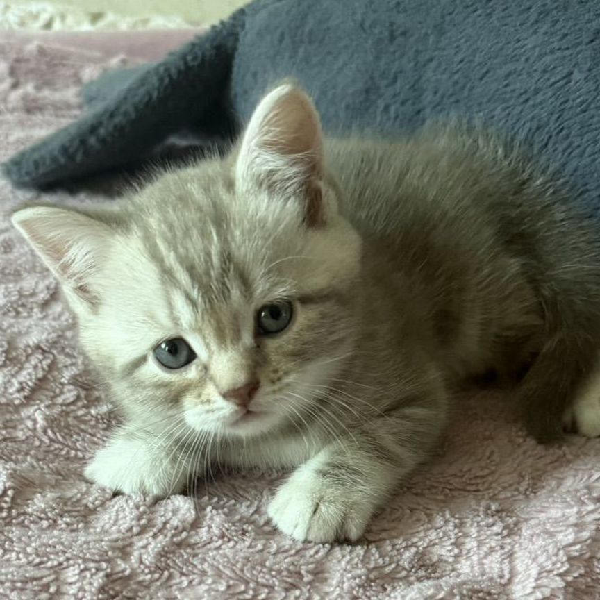 Шотландский вислоухий короткошёрстный котёнок