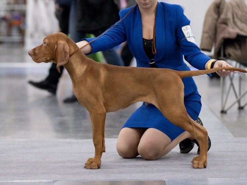 Венгерская выжла щенок