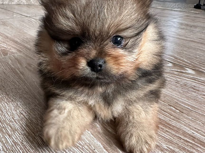 Немецкий шпиц