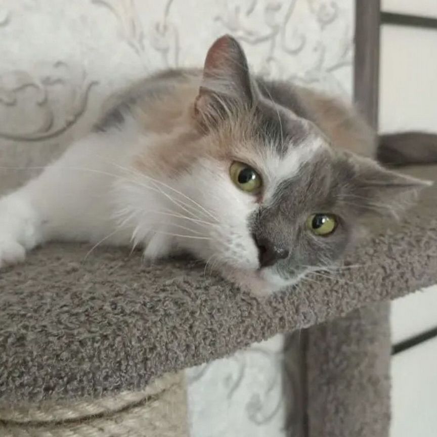 Взрослая, кошка в добрые руки