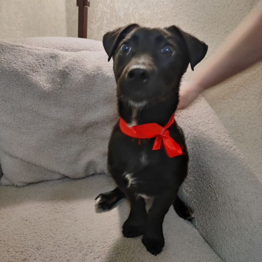 Щенок в добрые руки бесплатно