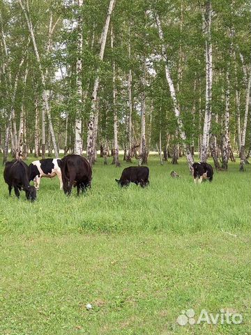 Продаю коровы с телятами