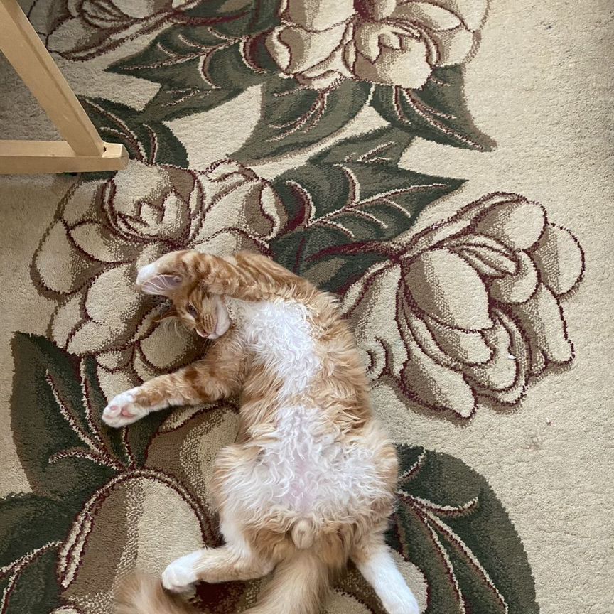 Кот мэйн-кун мальчик