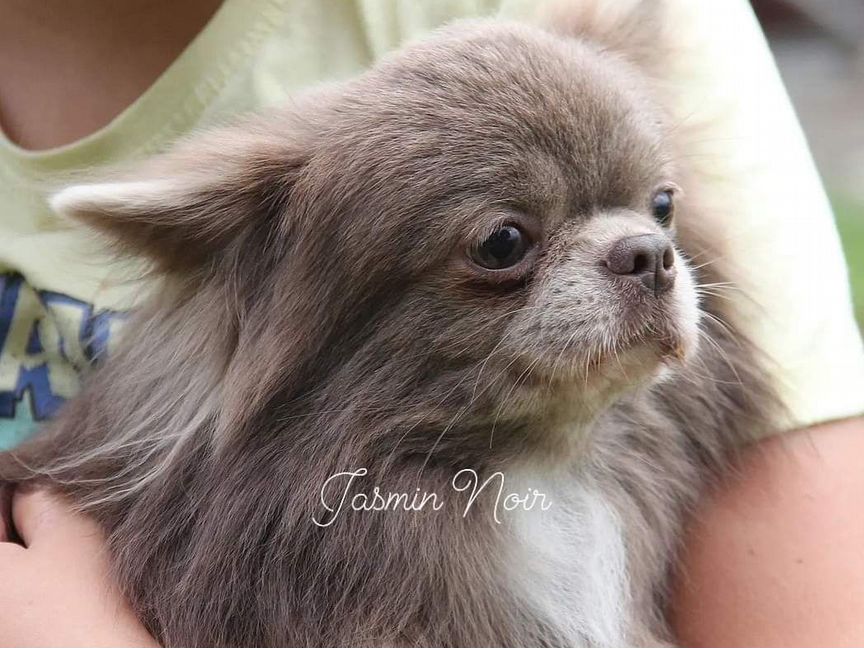 Чихуахуа кобель на вязку. Вязка. Жених