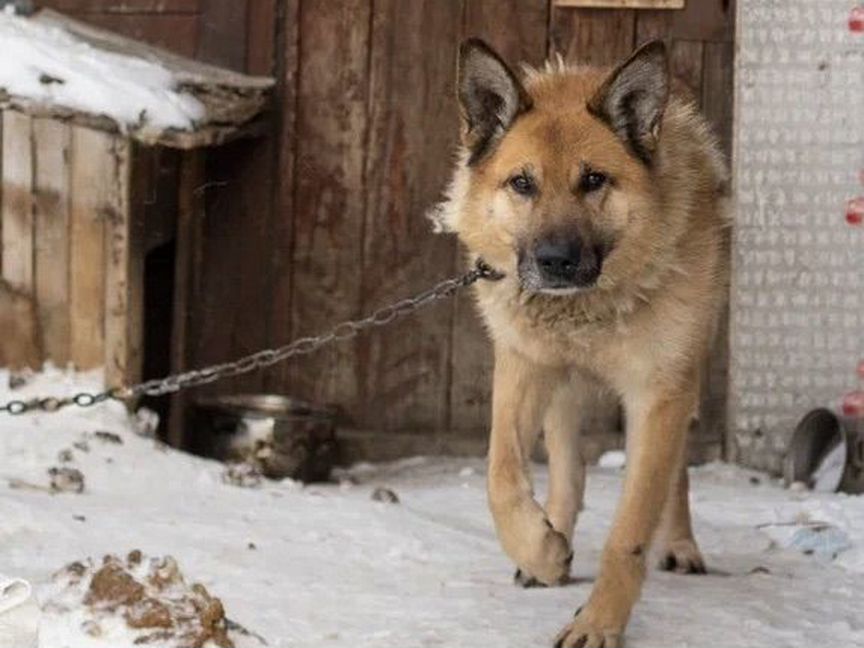 Собака в добрые руки