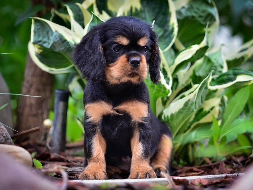 Классный мальчик кавалер кинг чарльз спаниель