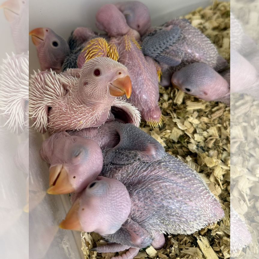 Попугай ожереловый выкормыш ручной