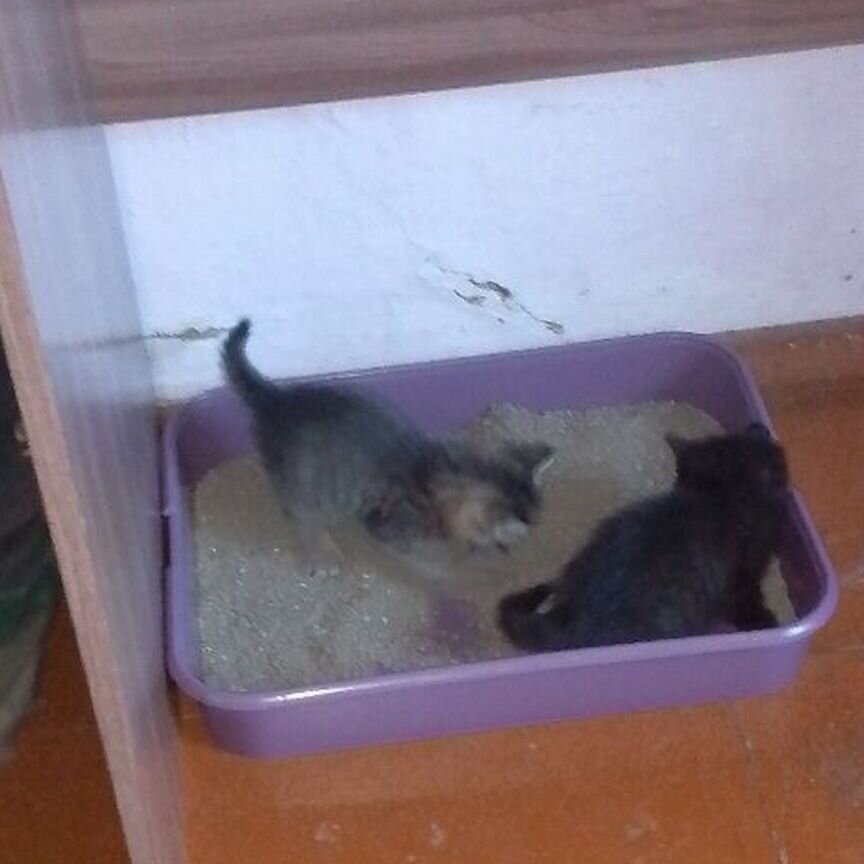 Котята в добрые руки бесплатно