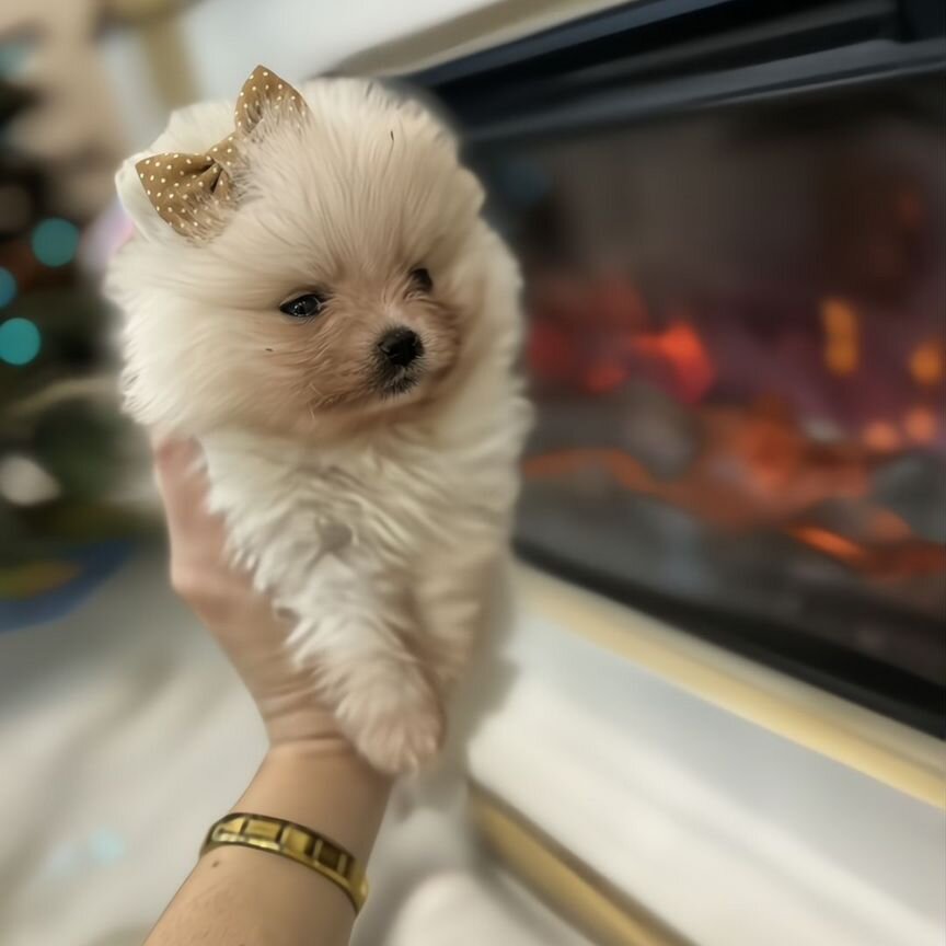 Померанский шпиц, щенок