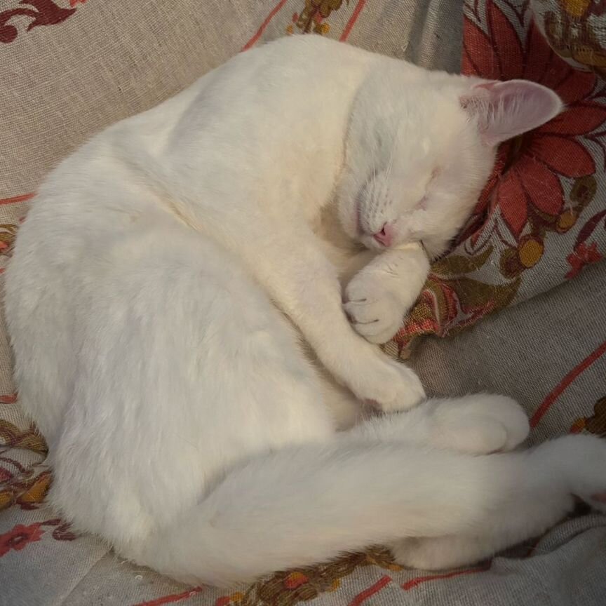 Взрослая, кошка в добрые руки