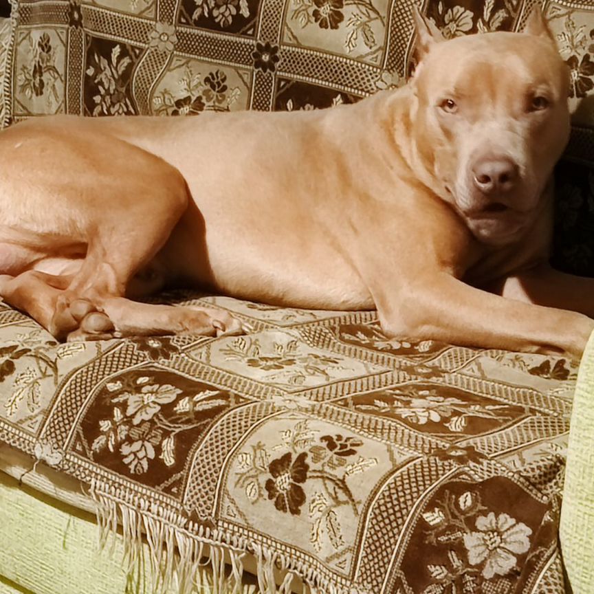 Американский стаффордширский терьер, щенок