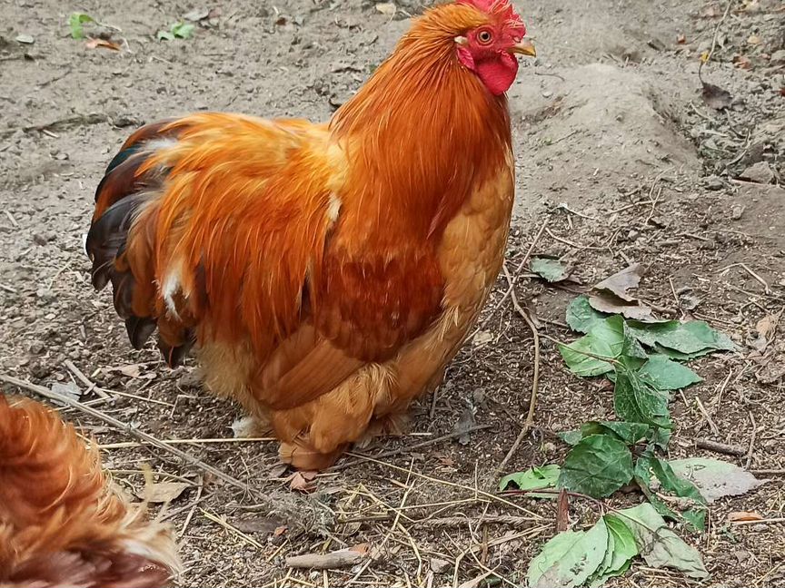 Петух карликовый кохинкин