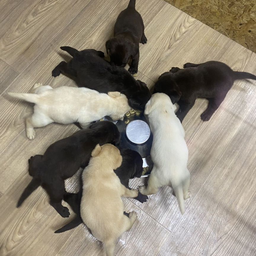 Лабрадор-ретривер, щенок