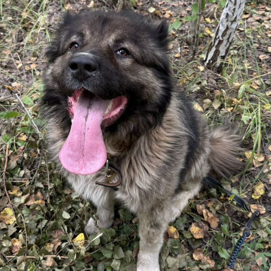 Вязка кавказская овчарка кобель