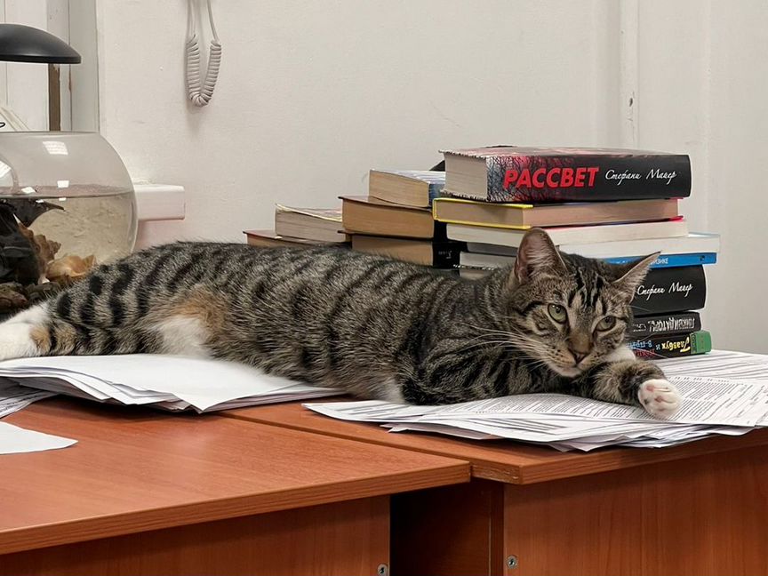 Николаша-молоденький котик