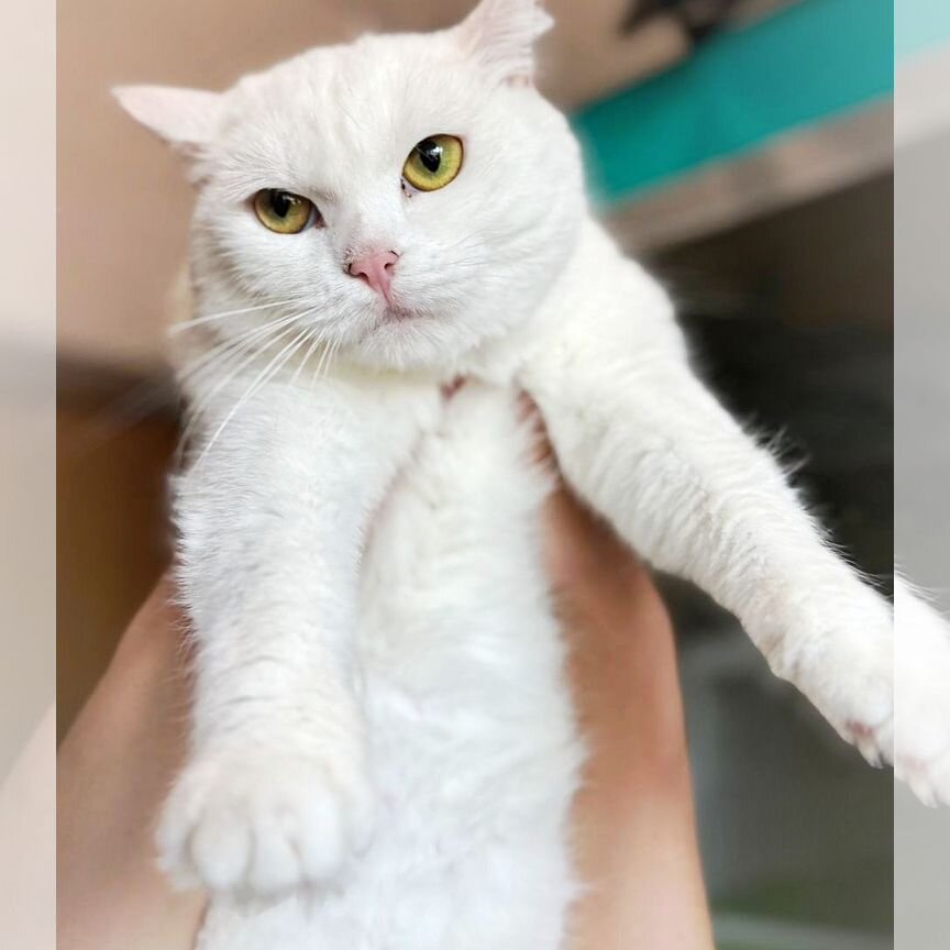 Взрослая, Девочка кошка в добрые руки