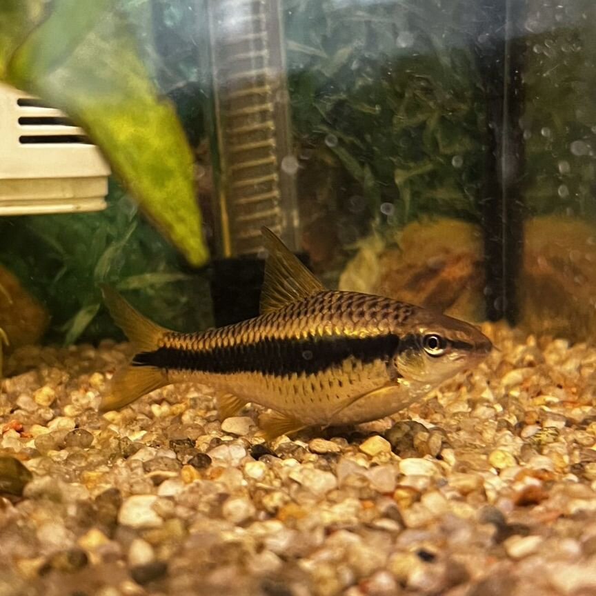 Водорослеед в дар