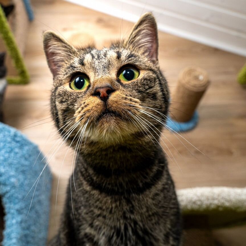 Оочень ласковая кошечка кастрирована