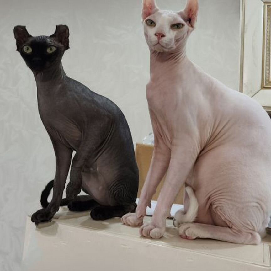 Канадский сфинкс, взрослый кот