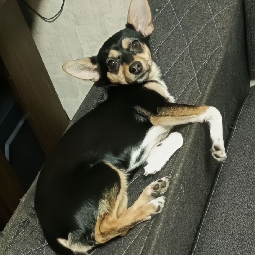 Русский той-терьер, щенок