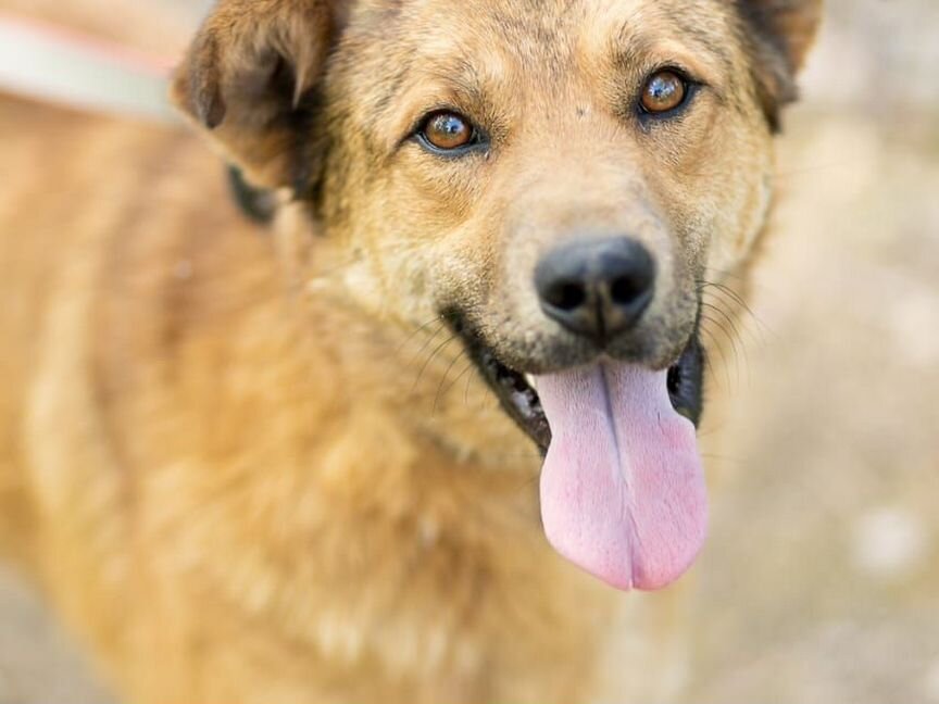 Самая благодарная собака в мире ждет хозяев
