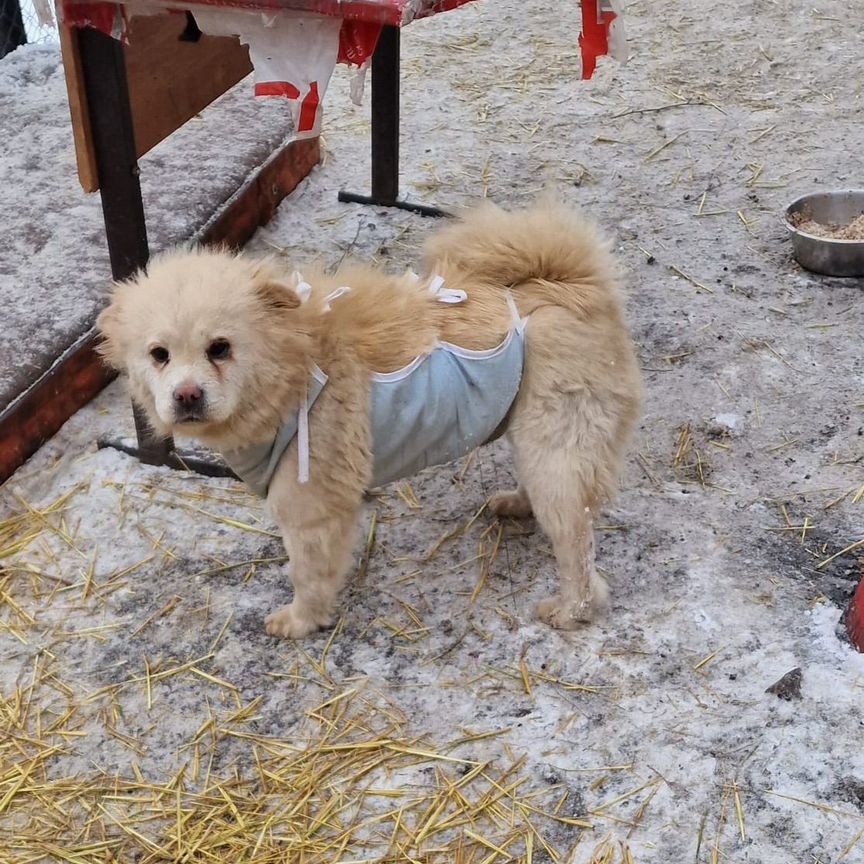Собака в добрые руки
