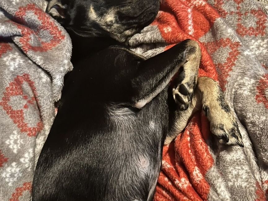 Собака в добрые руки