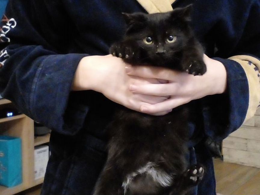Черный котенок