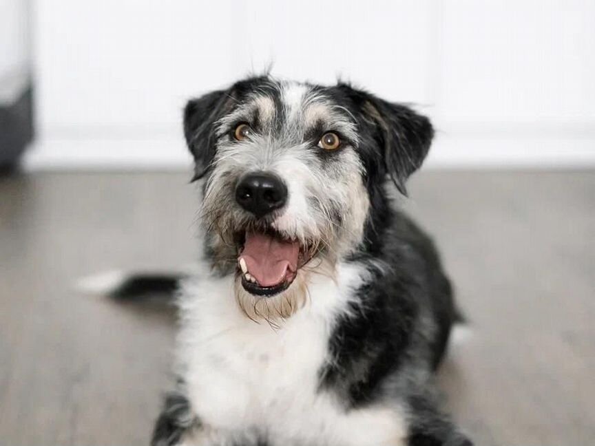 Бородатые Дик 3 года ищет дом