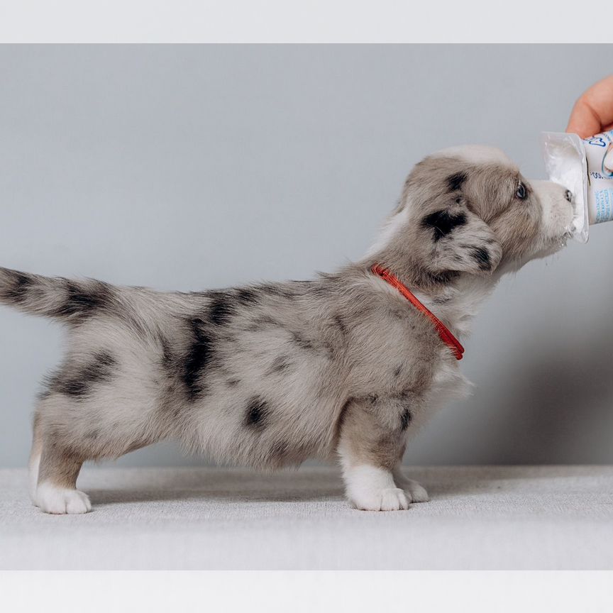 Вельш Корги Кардиган, щенок