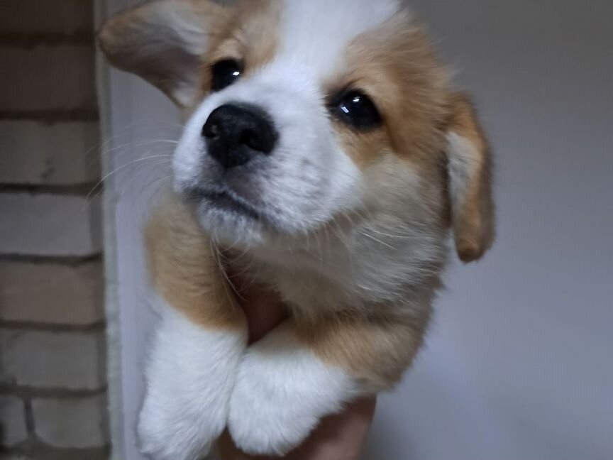 Вельшкорги