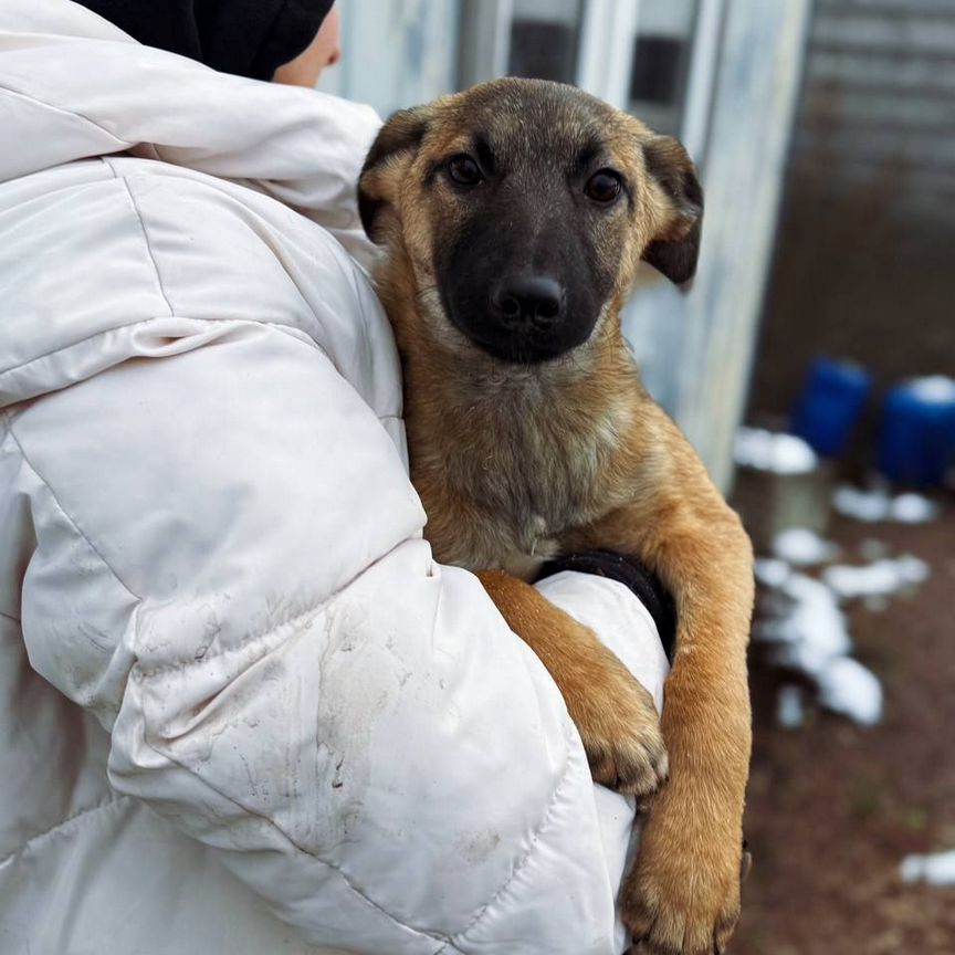 Щенок в добрые руки