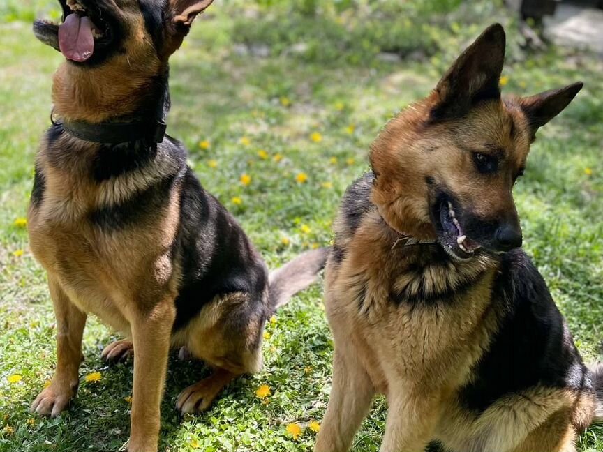 Немецкая овчарка в добрые руки