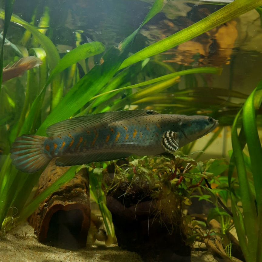 Змееголов павлиний