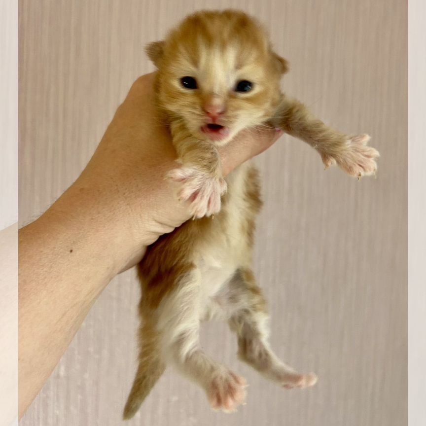 Котёнок в добрые руки